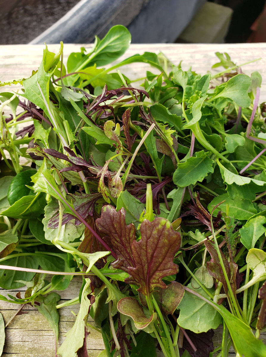 What We Grow – Three Sisters Garden