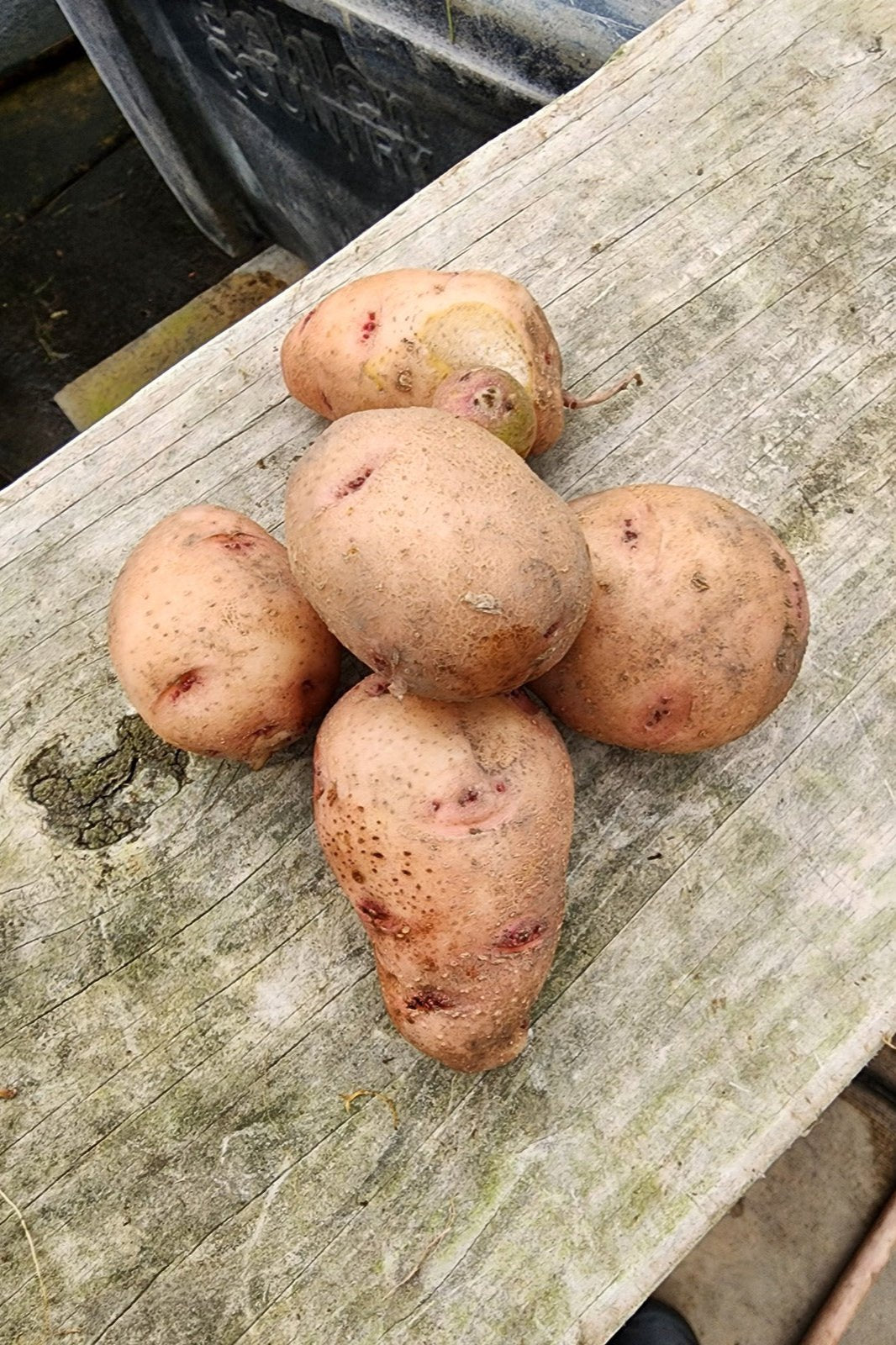 Red Pontiac Potatoes – Three Sisters Garden
