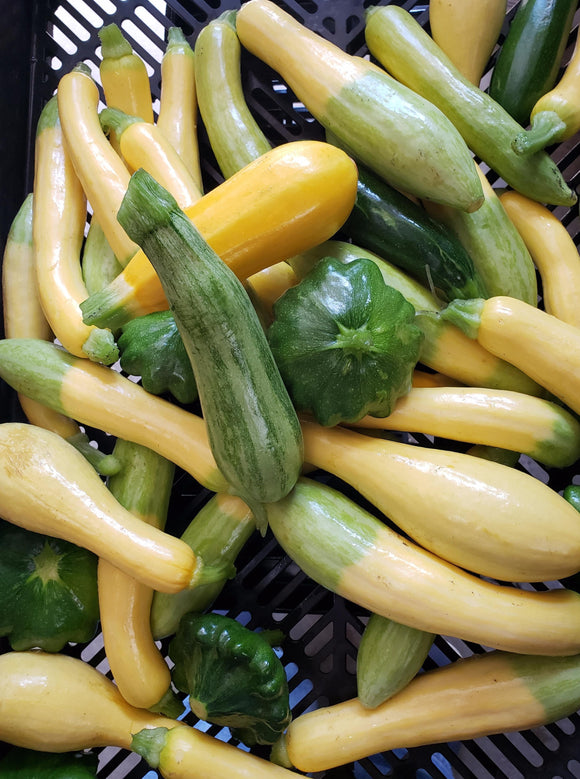 New & Fresh This Week – Three Sisters Garden